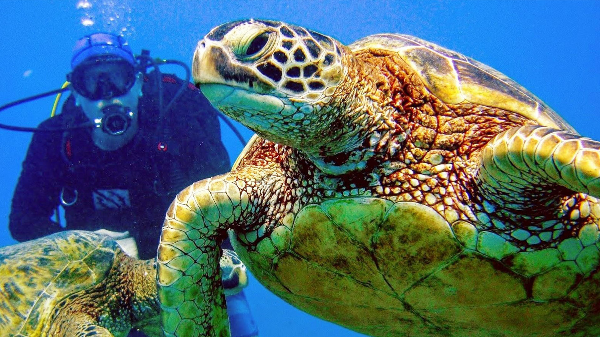 Reef Explorer | Ocean Activities, Snorkel, Dive Tour and More!