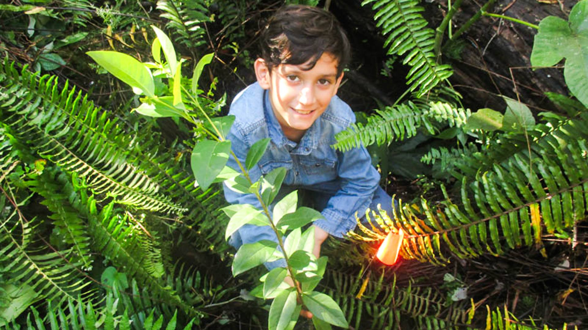 Restore Hawaiʻi Coastal and Forest Ecosystems | Hawaii Tours and Activities